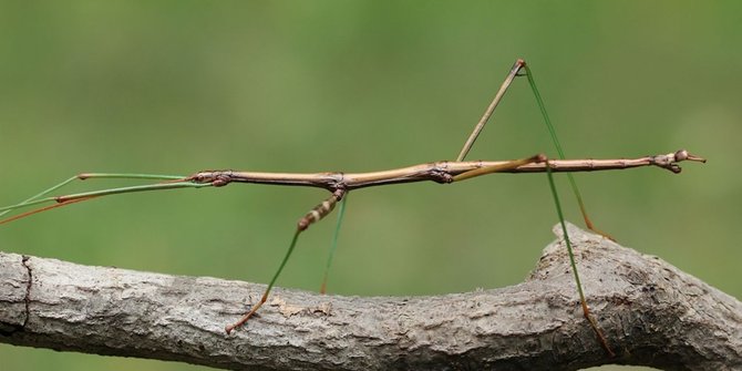 7 Bentuk Pertahanan Diri Hewan Paling Aneh, Diam-diam Mematikan ...